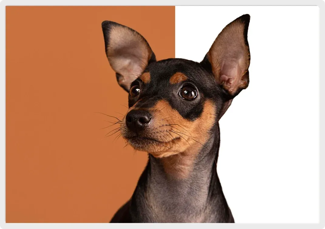 AI Background Remover Online | Automatic & Fast - BackgroundCut